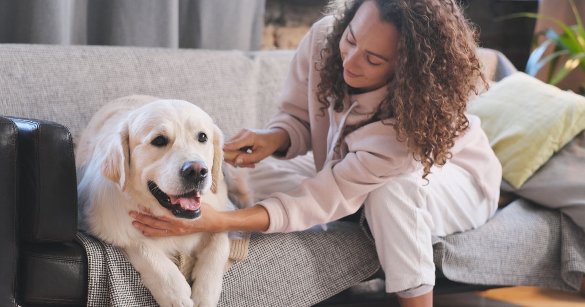 How To Look After A Dog | Portrait My Pets– Portrait My Pets